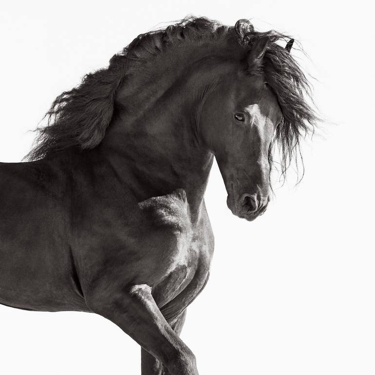 Wild Guardian Photography by Drew Doggett | Saatchi Art