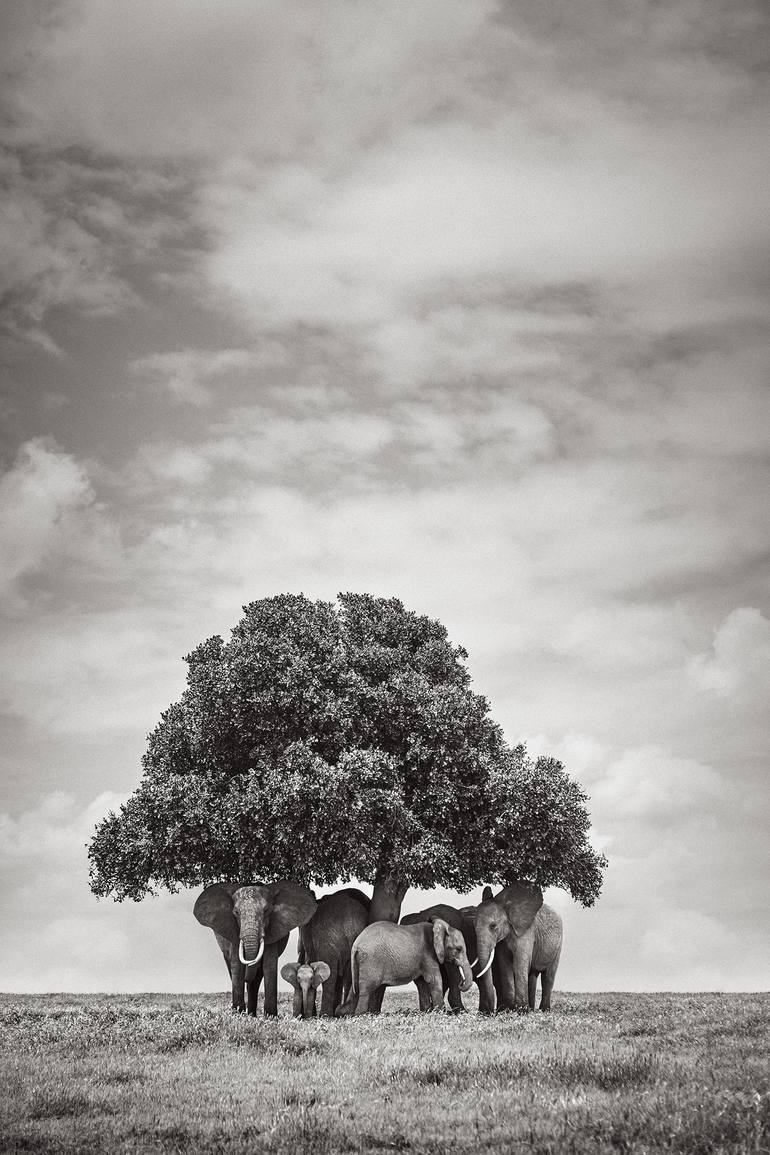 The Gathering - Limited Edition of 15 Photography by Drew Doggett ...