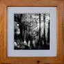 Woods In Fall Painting by Martin McRostie-Cornfoot | Saatchi Art