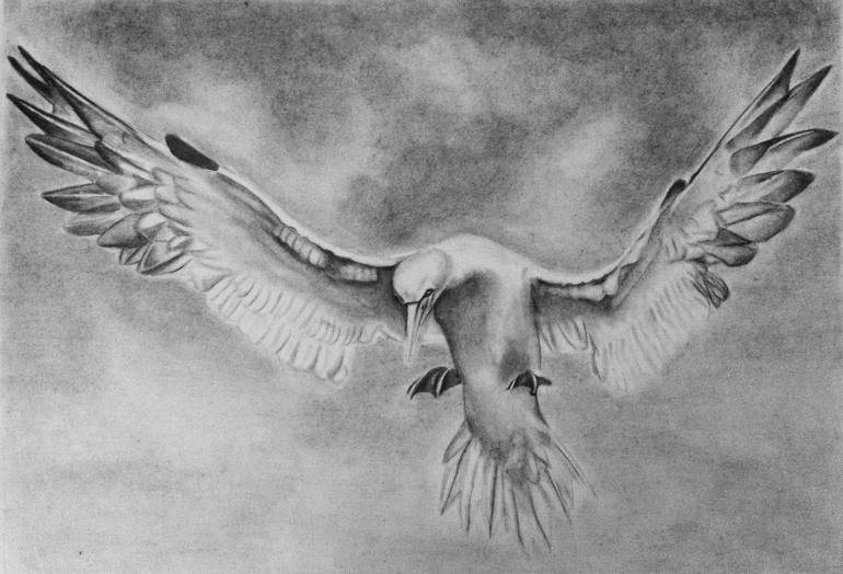 Flight Drawing by Fiona Hawkes | Saatchi Art