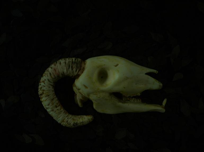 Ram's skull from 'Heirlooms' animation Mixed Media by Hannah Taggart ...