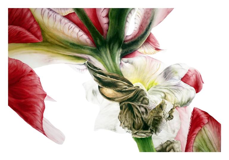 Red Iris Painting by Marie Burke | Saatchi Art