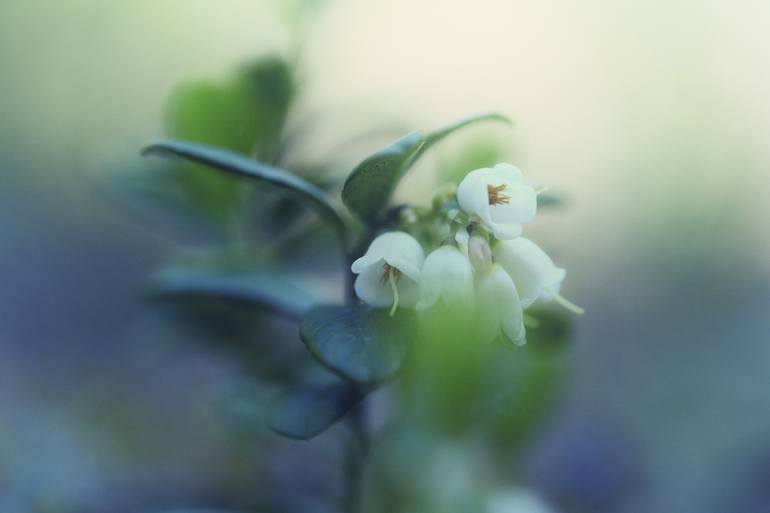 Cowberry flowers - Limited Edition 1 of 5 Photography by Johanna ...