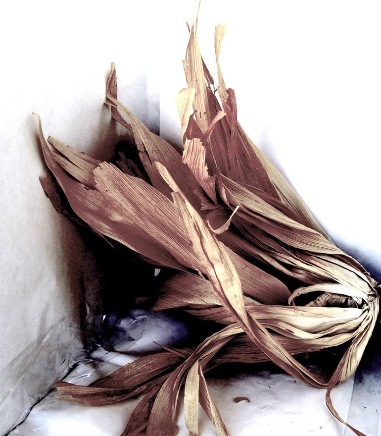 Still Life with Husks Photography by Fred Wilson | Saatchi Art