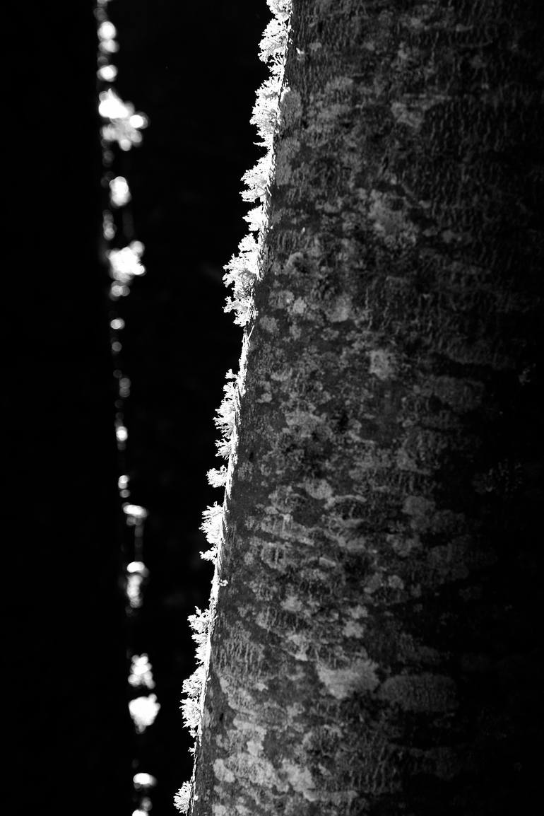 Tree in shadow and light Photography by Marco Campagna | Saatchi Art
