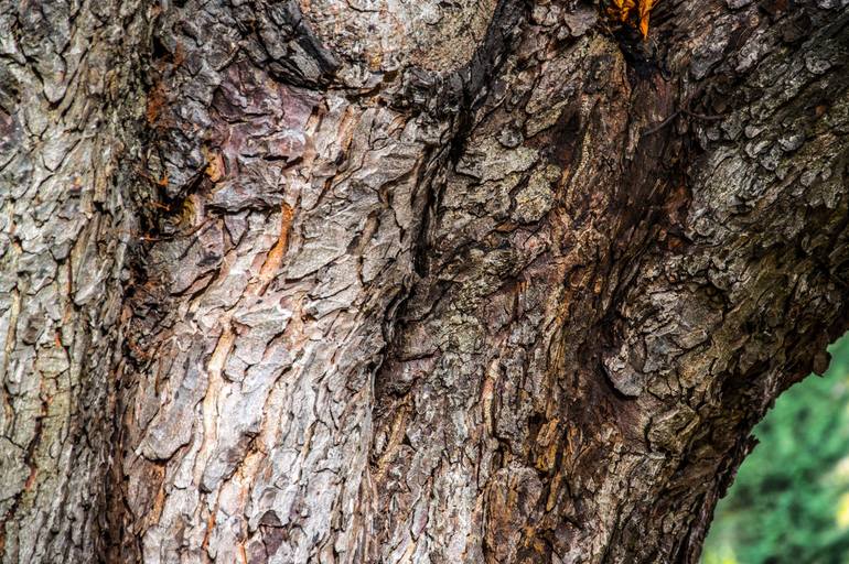 Bark Photography by Roee Bezalel | Saatchi Art