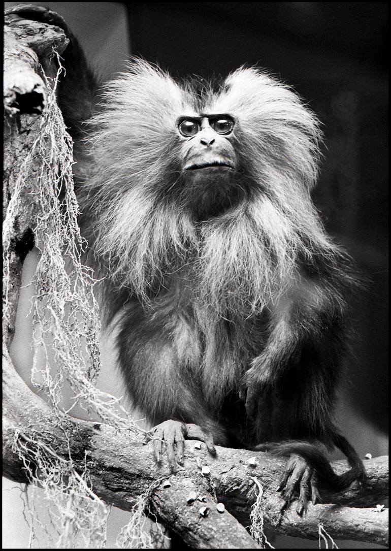 dead monkey limited edition 1 of 25 Inkjet print on Hahnemühle Photo ...