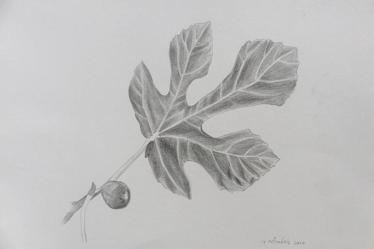 FIG LEAF Drawing by Maia S Oprea | Saatchi Art