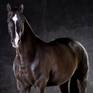 Valegro - (Large Sized Edition) #2 of 10 Photography by Lindsay ...