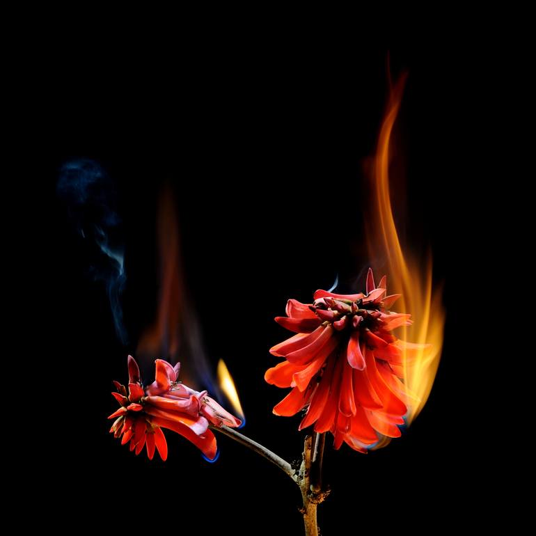 Flaming Flower 03 - Edition of 6 Photography by Yigal Pardo | Saatchi Art