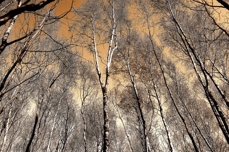 Lungs Photography by Nick Moore | Saatchi Art