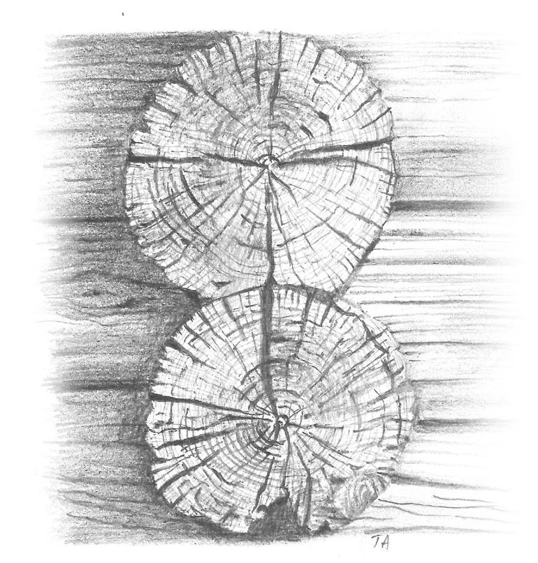 Wooden felling Drawing by Tamara Akhrameeva | Saatchi Art