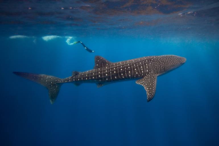Whale Shark and Snorkeler Photography by Tony Rath | Saatchi Art