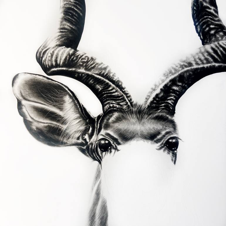 Kudu Drawing by Ira van der Merwe | Saatchi Art