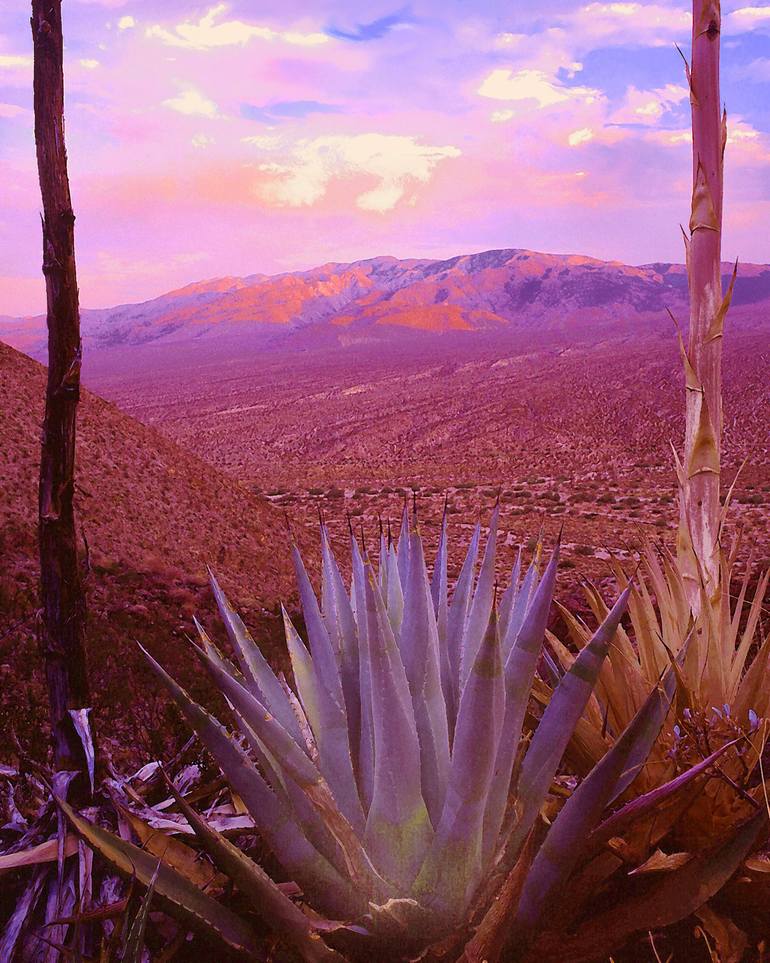 Desert Life Cycle Photography by Dean Lee Uhlinger | Saatchi Art