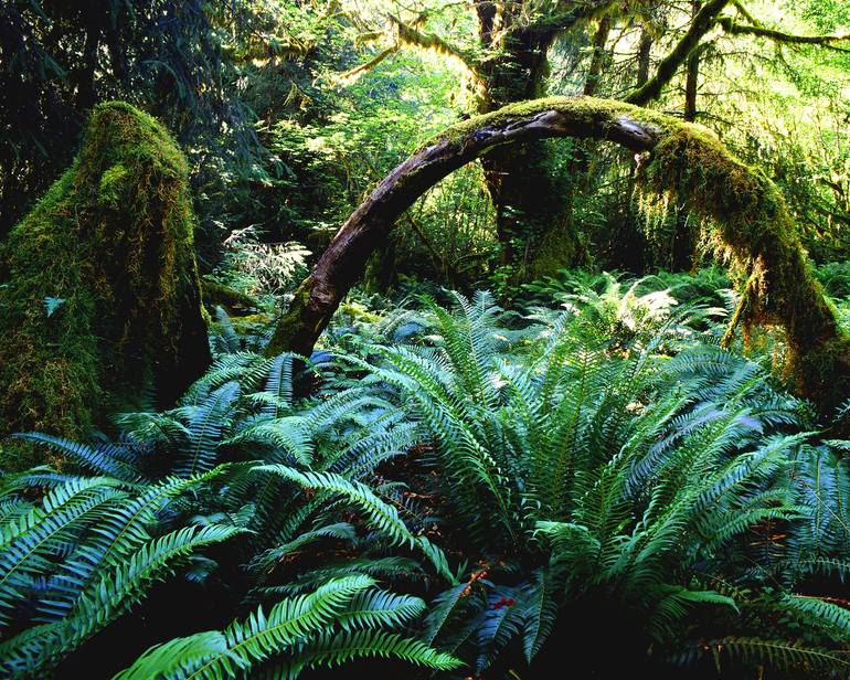 Rain Forest Life Photography by Dean Lee Uhlinger | Saatchi Art