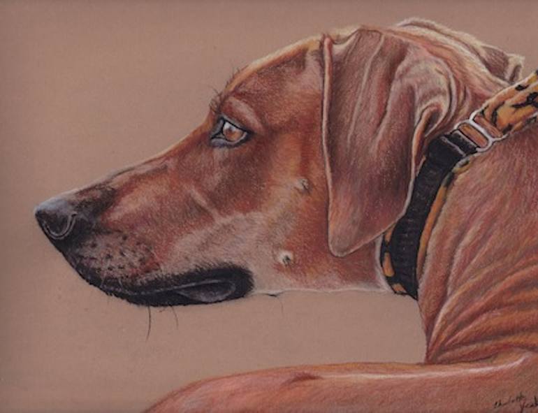 Rhodesian Ridgeback Drawing by Charlotte Yealey | Saatchi Art