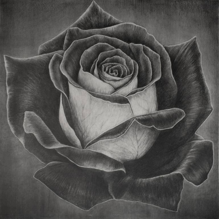 Two-Faced Rose. Graphite Flowers Series Drawing by Sergey Skachkov ...