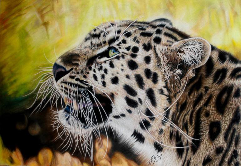 whiskers - Leopard Drawing by Abin Jacob | Saatchi Art