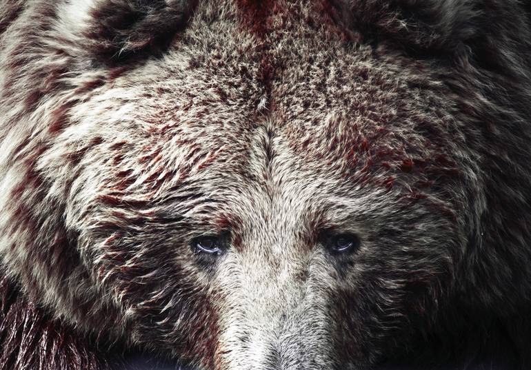 Top Bear One - Limited Edition of 10 Photography by Elish Loyka ...