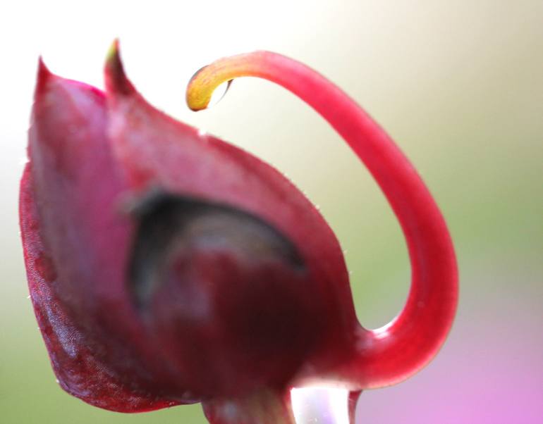 Hermaphrodite Photography by Juan Pablo Medina | Saatchi Art
