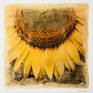 Sunflower Number 2 Photography by Jim Swallow | Saatchi Art