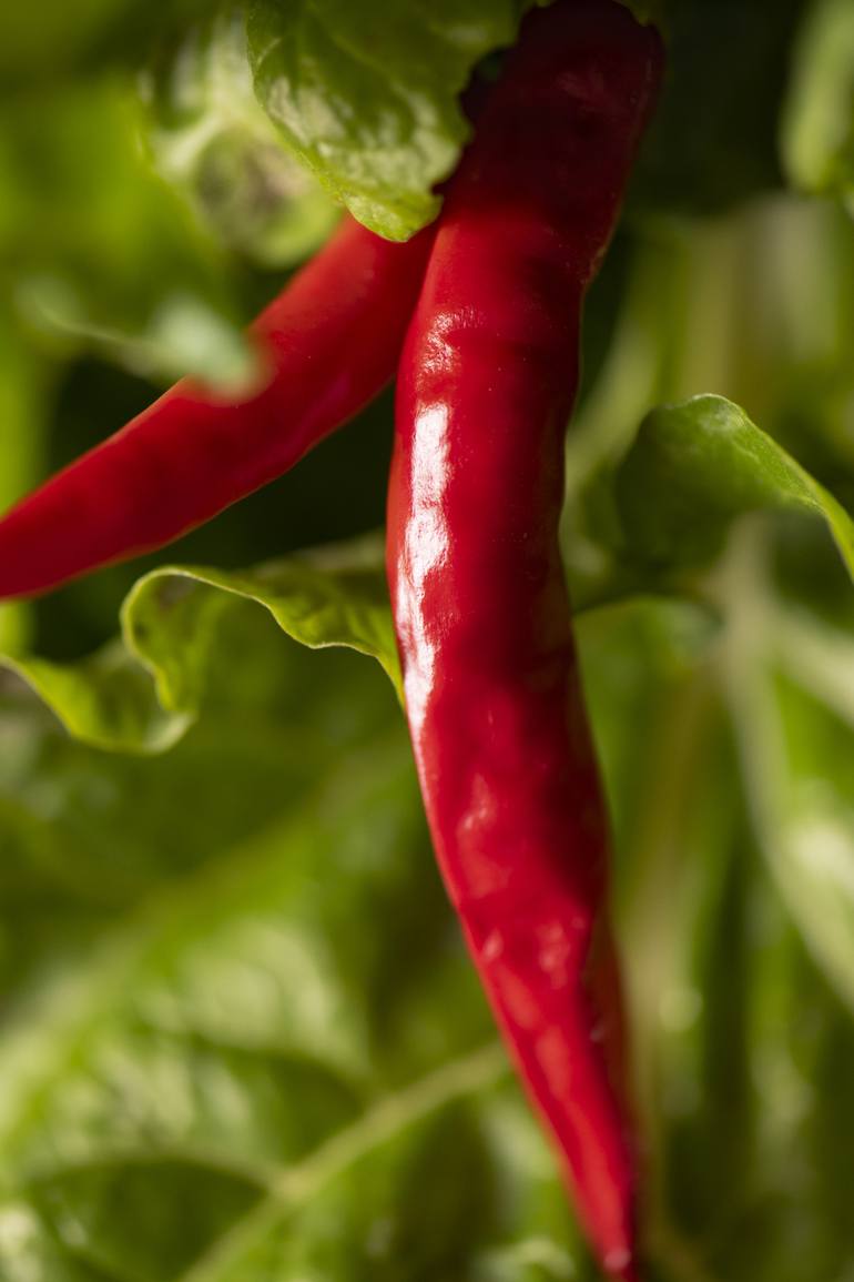 Red Hot and Green - Limited Edition of 15 Photography by Jan du Toit ...