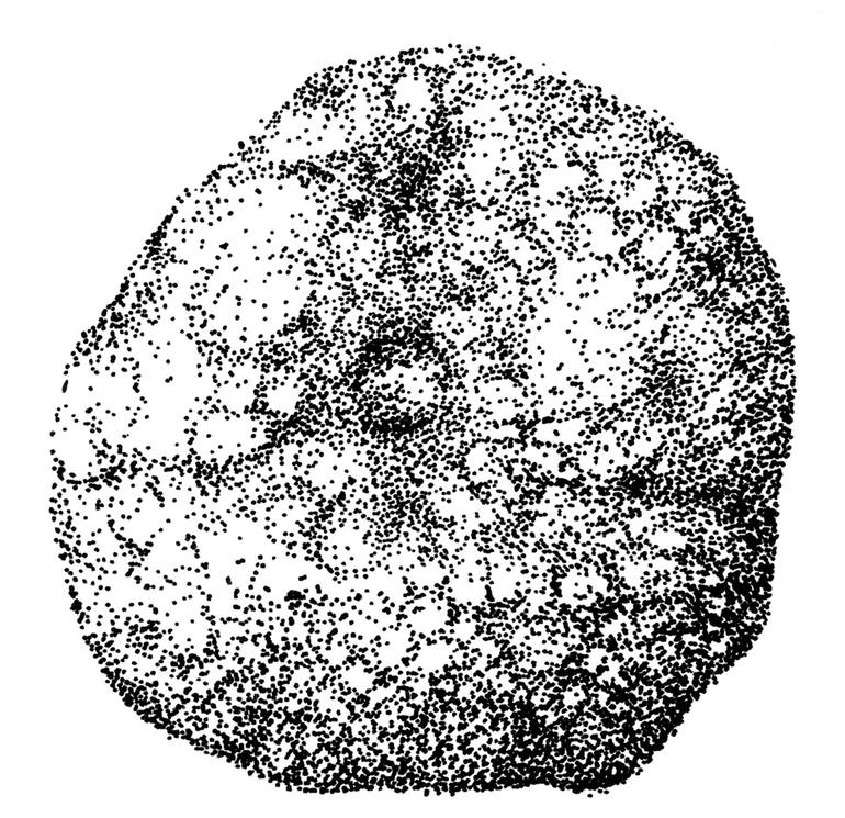 trockene Zitrone / dried lemon Drawing by Christian W Neumann | Saatchi Art