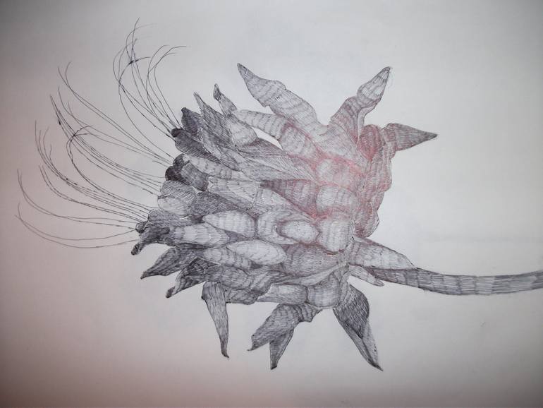 thistle Drawing by Helen Howard | Saatchi Art
