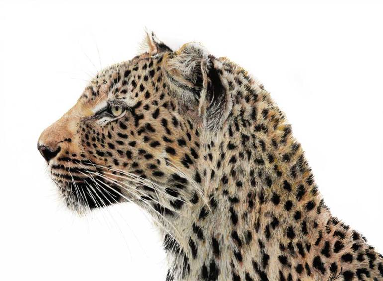 Ingwe Drawing by Cory Salmond | Saatchi Art