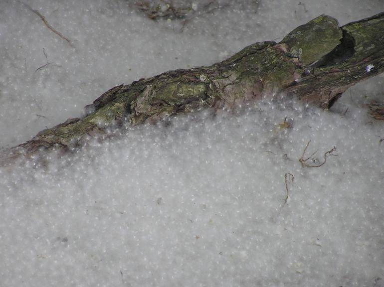 Seed Rain Photography by Boudewijn Corstiaensen | Saatchi Art