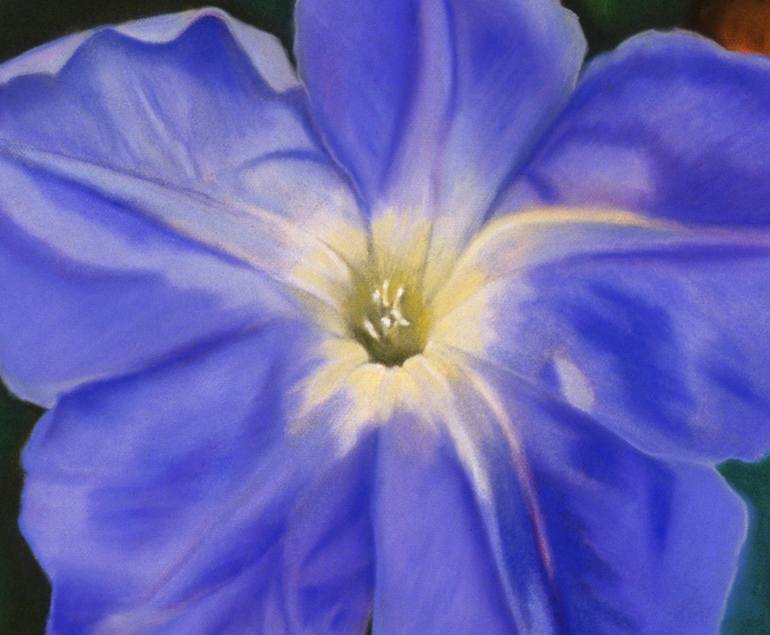 Morning Glory Drawing by Charlotte Durie | Saatchi Art