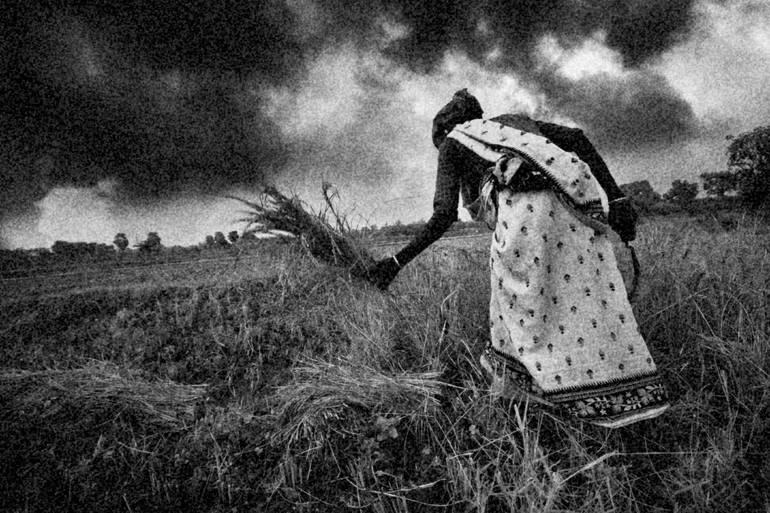 solitary reaper Photography by Arup Ghosh | Saatchi Art