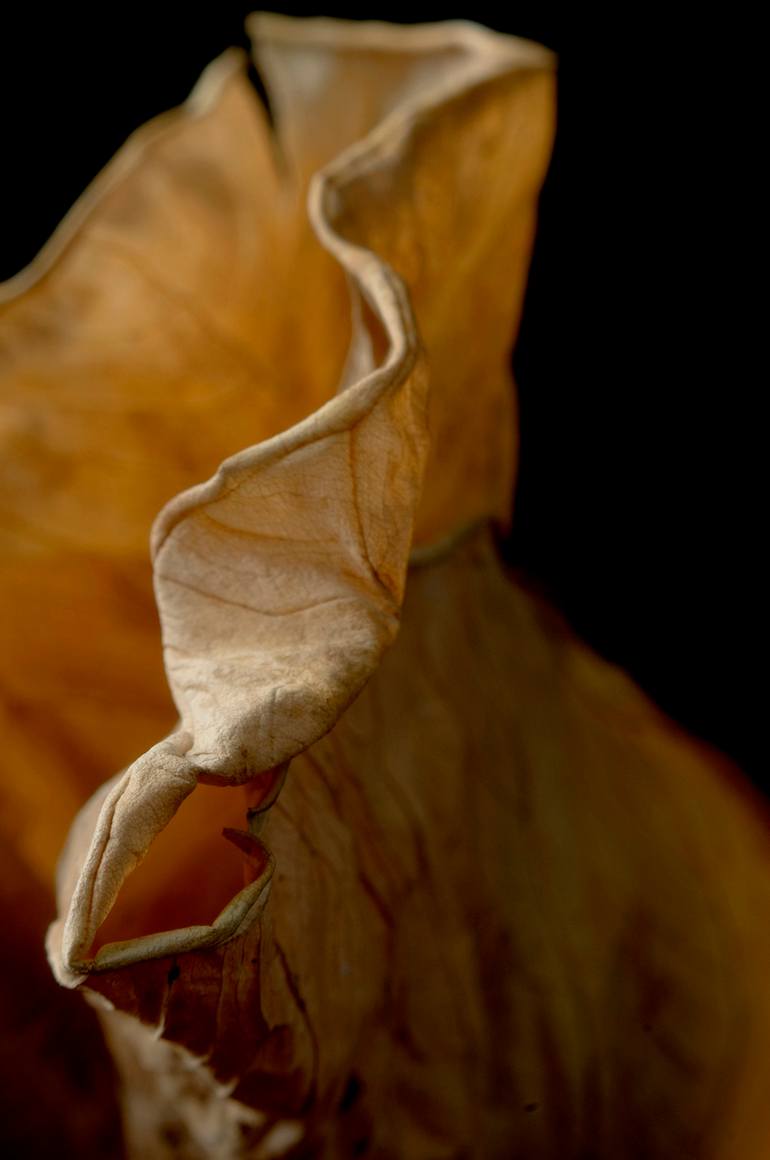 still life Photography by M Corina Rodriguez | Saatchi Art