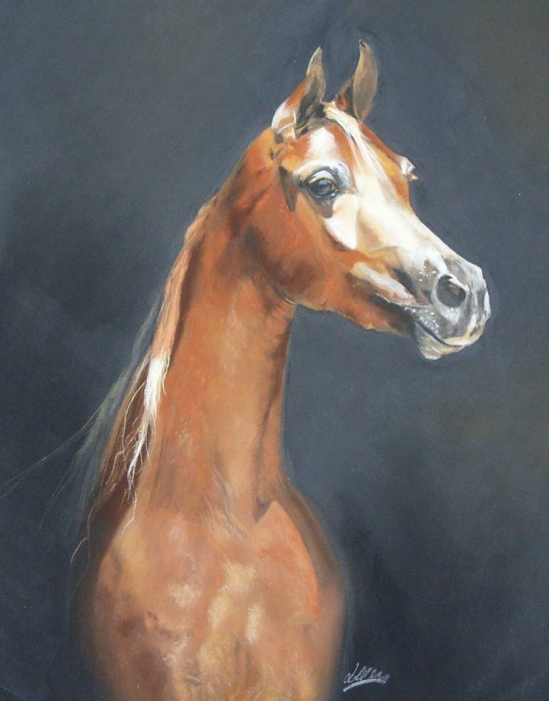 Portrait of an Arabian Horse Drawing by Jo-anne Clarke | Saatchi Art
