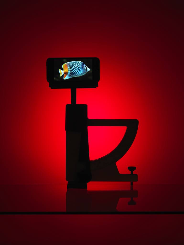 fish red still life - Limited Edition 3 of 10 Photography by Bruno Gori ...