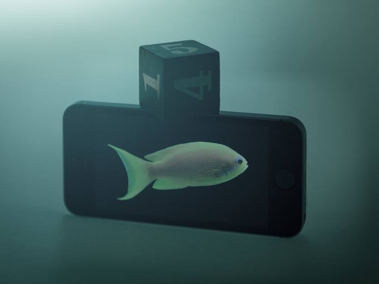 fish still life 10253 - Limited Edition 3 of 10 Photography by Bruno ...