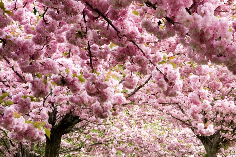 Italian Cherry Tree