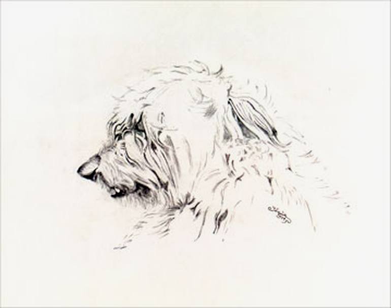 Torquil dog Drawing by Michael Gunn | Saatchi Art