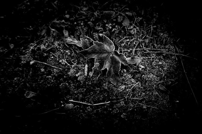 The leaf and the frost - La feuille et le givre Photography by André ...