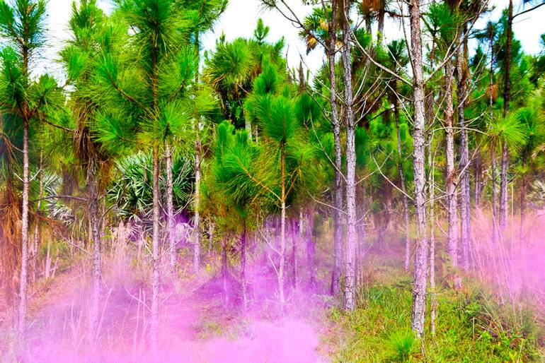 Super Natural Purple Haze Two Photography by Cheryl Maeder | Saatchi Art