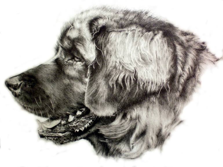 Leonberger Drawing by Leigh Ross | Saatchi Art