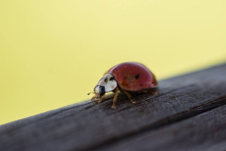 Red Little Ladybug Ladybird Insect Macro Photography by Dana Conditt ...