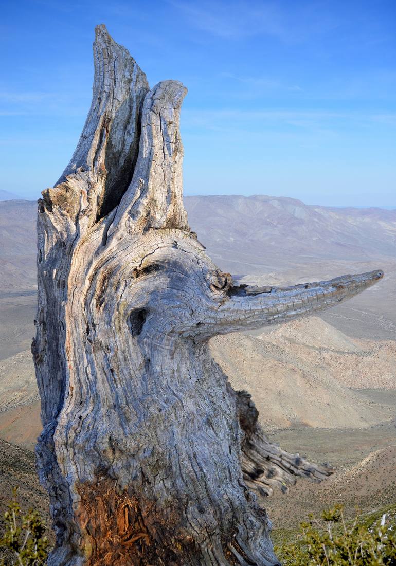 Desert Bird CHARTIER (Gallery Grade Fine Art Ltd. Edition of 49 ...