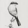 Shrike Drawing by Pedro Rodriguez Fernandez | Saatchi Art