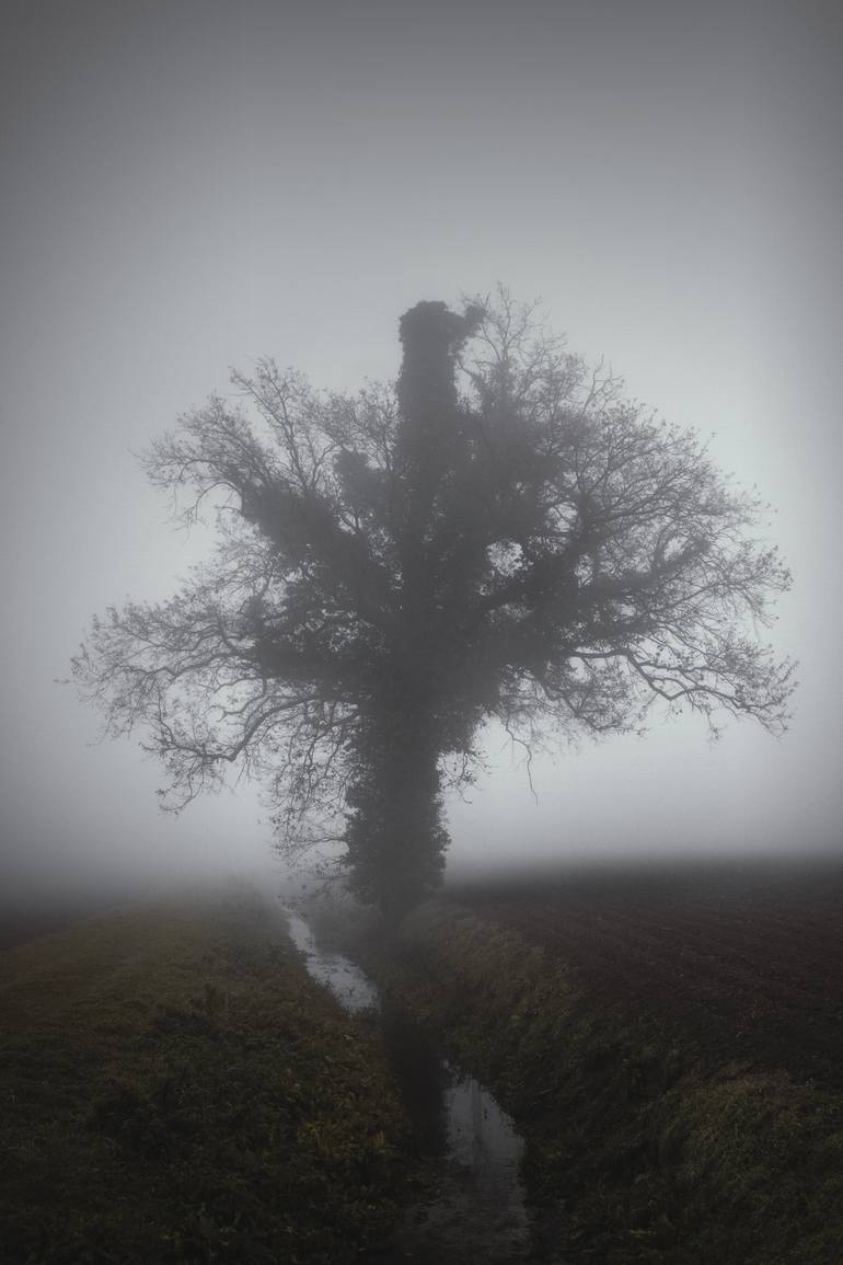 Misty Tree Photography by Vasco Polenghi | Saatchi Art
