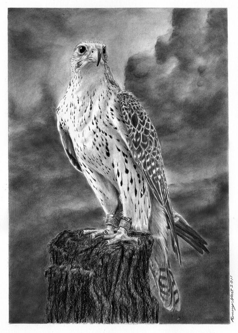 Falcon Sketch