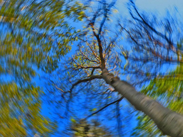 Anguish of Branches Photography by Pedram Penhan | Saatchi Art