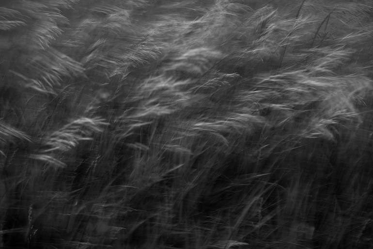 Blowin in the wind Photography by Angela KingJones | Saatchi Art