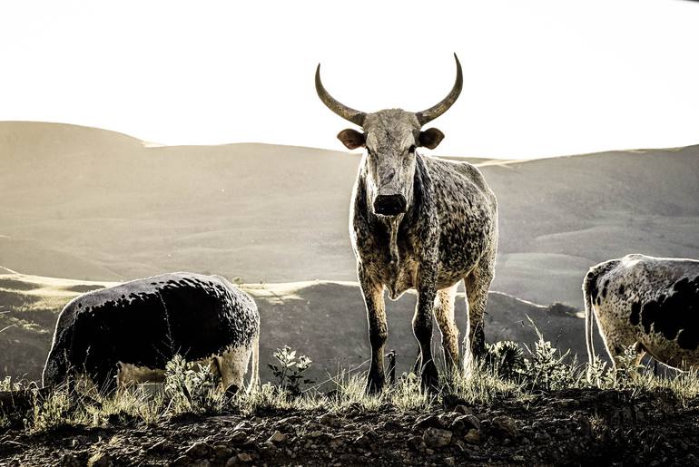 African Nguni bull - Limited Edition of 50 Photography by Kim Thunder ...